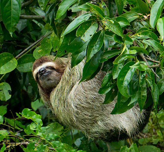 Costa Rica Photography Adventure with Diane Kelsay and Bob Harvey of ...